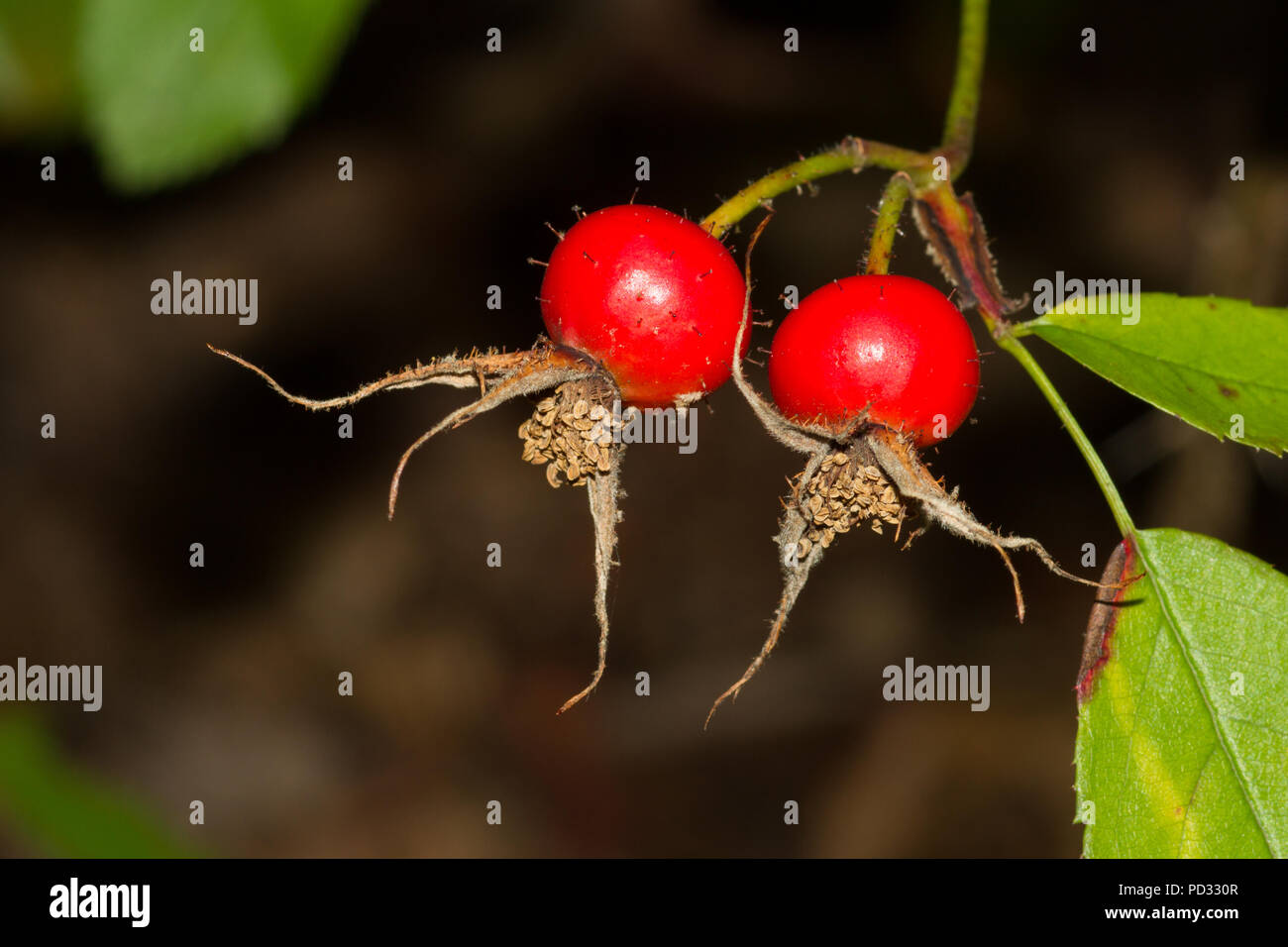 Rose hips seeds red hi-res stock photography and images - Alamy