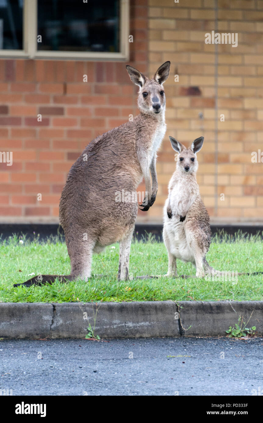 An Eastern Grey Kangaroo Doe with her joyey (Macropus giganteus) on the ...