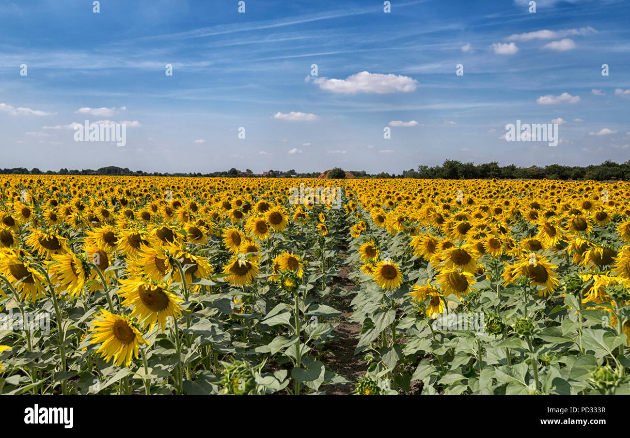 Spalding lincolnshire fields hi-res stock photography and images - Alamy