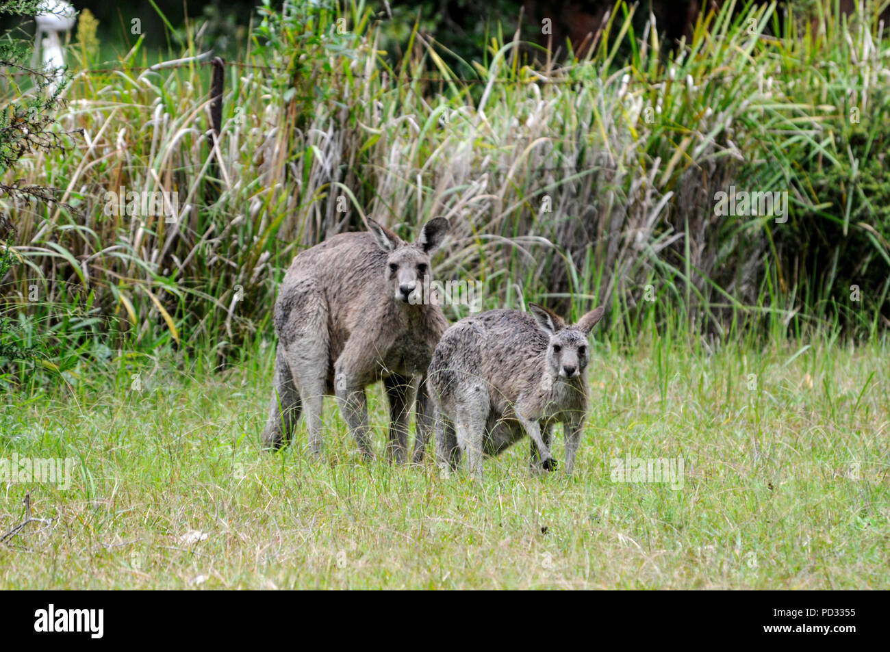 A grey bull Kangaroo giving a threatening posture next to one of his ...