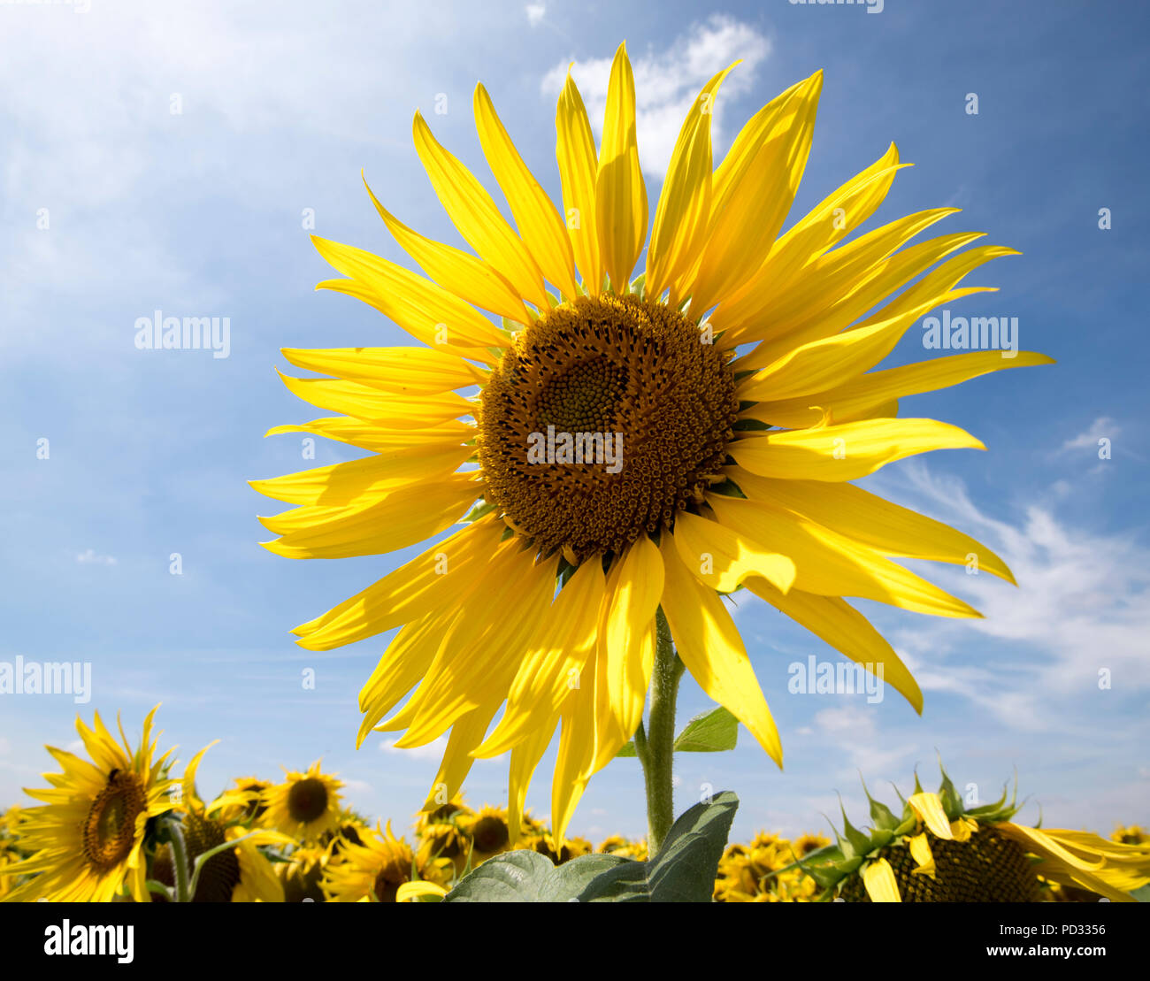 A lone flower standing tall in field of sunflowers growing on a farm ...