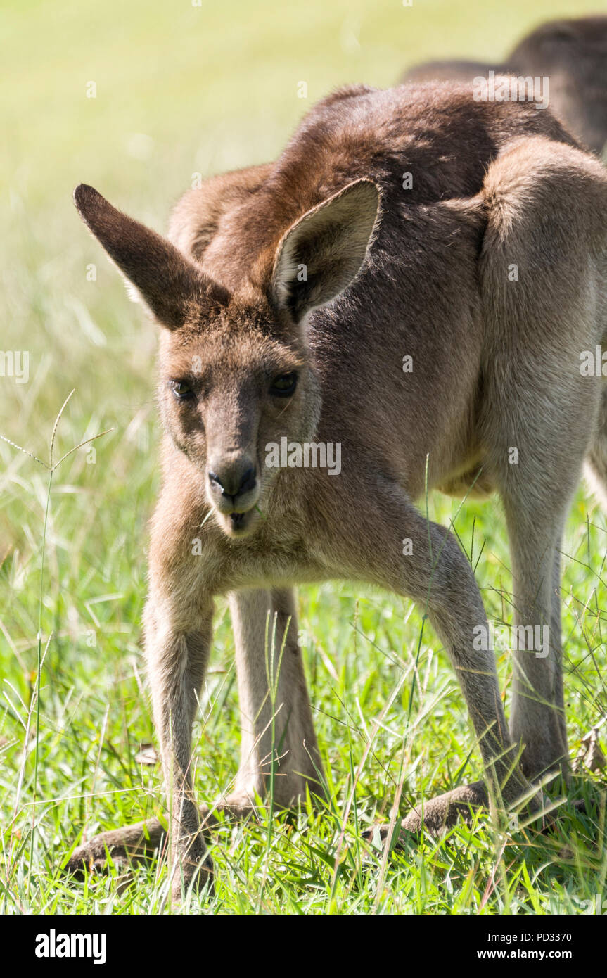 An Eastern Grey kangaroo (Macropus giganteus) grazing on open ground ...