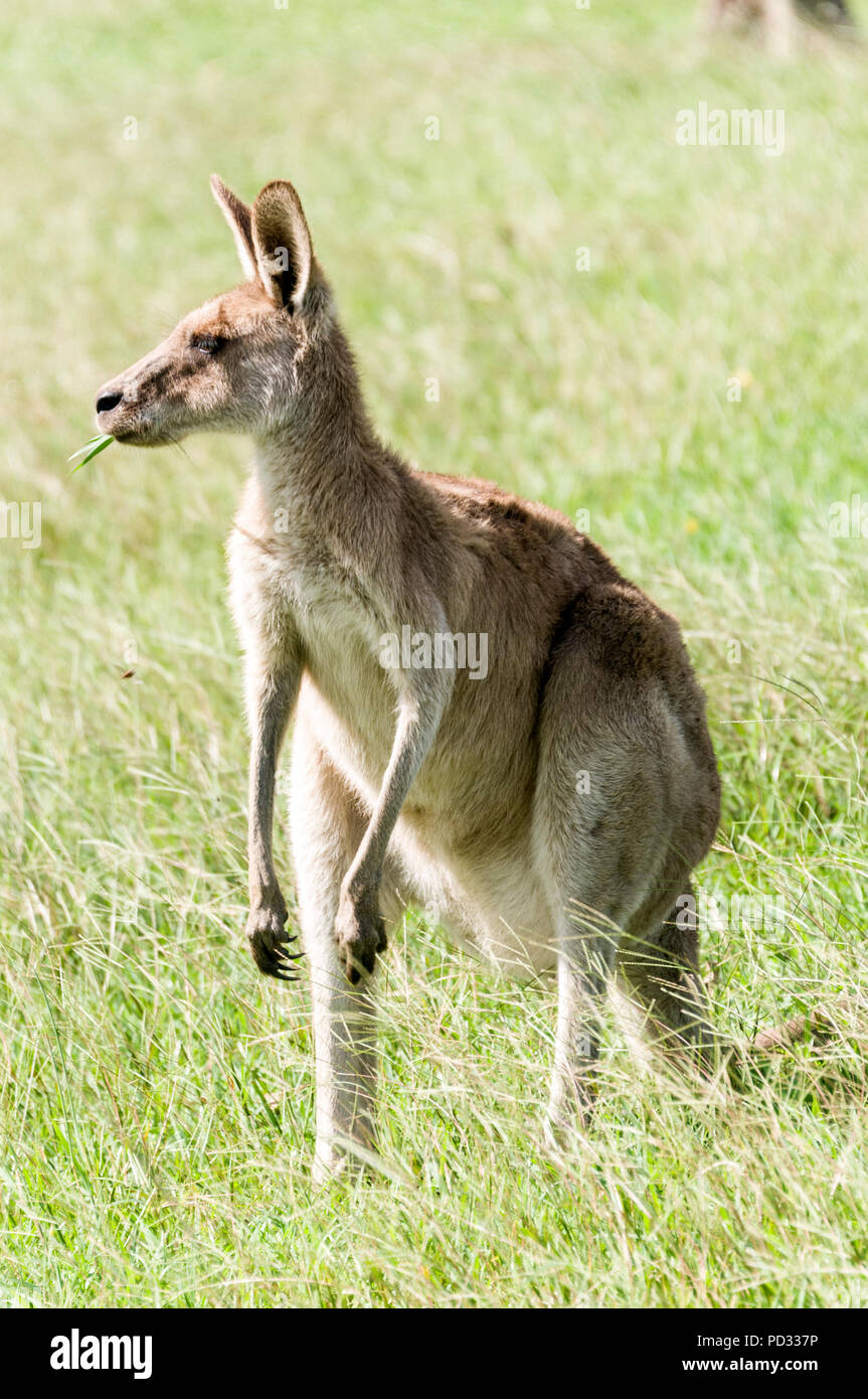 Kangaroo Grazing Stock Photos & Kangaroo Grazing Stock Images - Alamy
