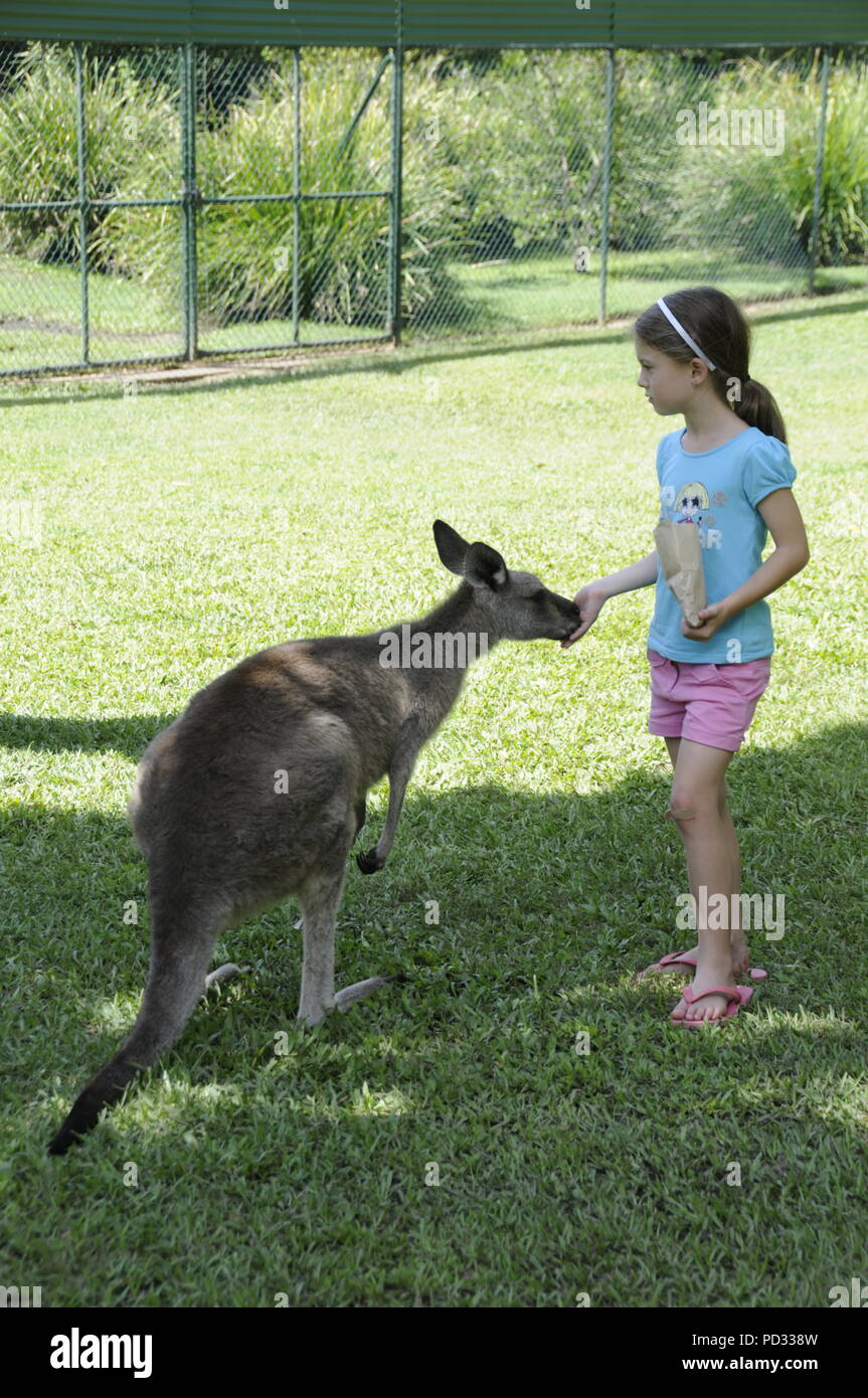 A young girl with a tamed Easteren Grey kangaroo at Australia Zoo on ...