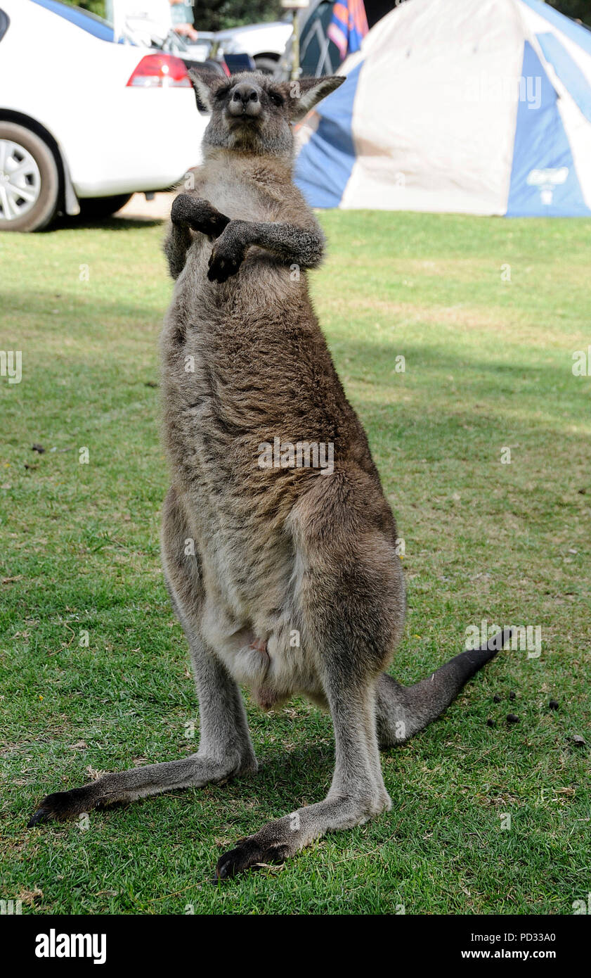 Kangaroo scratching herself hi-res stock photography and images - Alamy