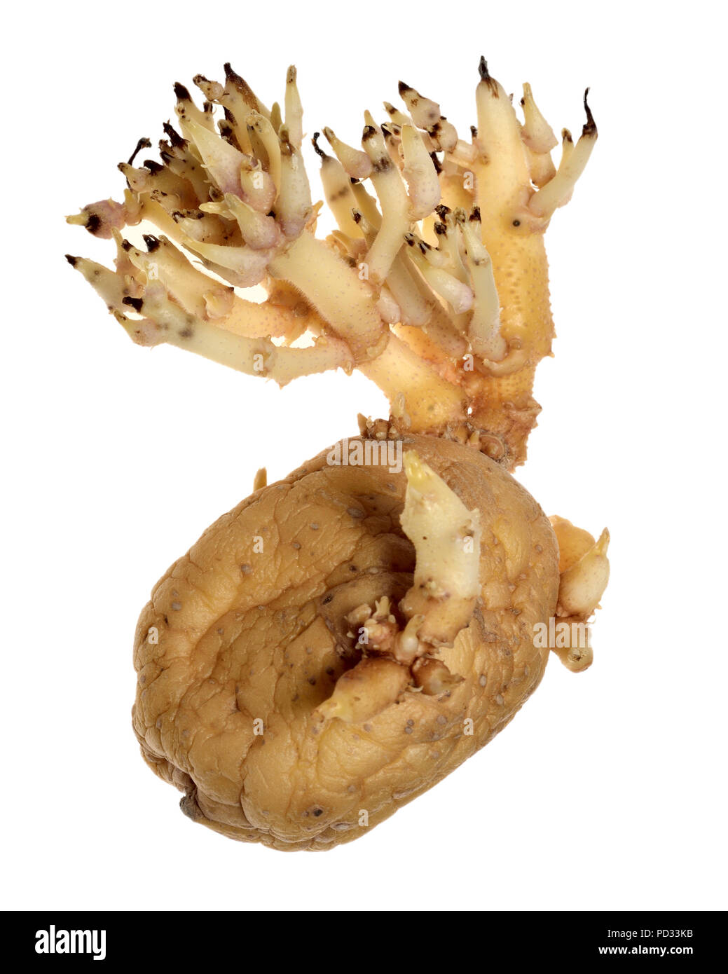 Sprouting potatoes hi-res stock photography and images - Alamy
