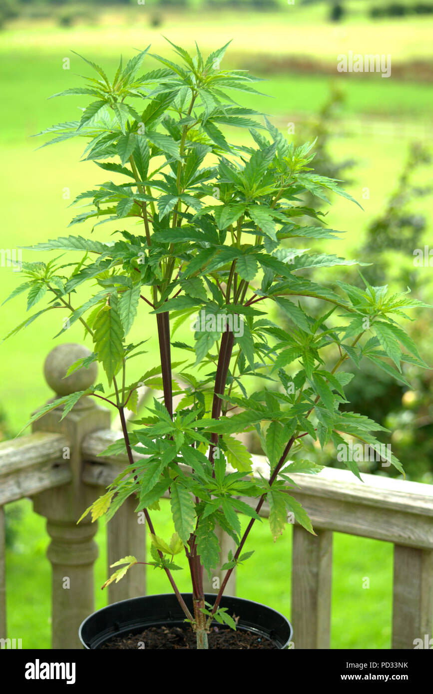 Marijuana or cannabis plants Stock Photo - Alamy