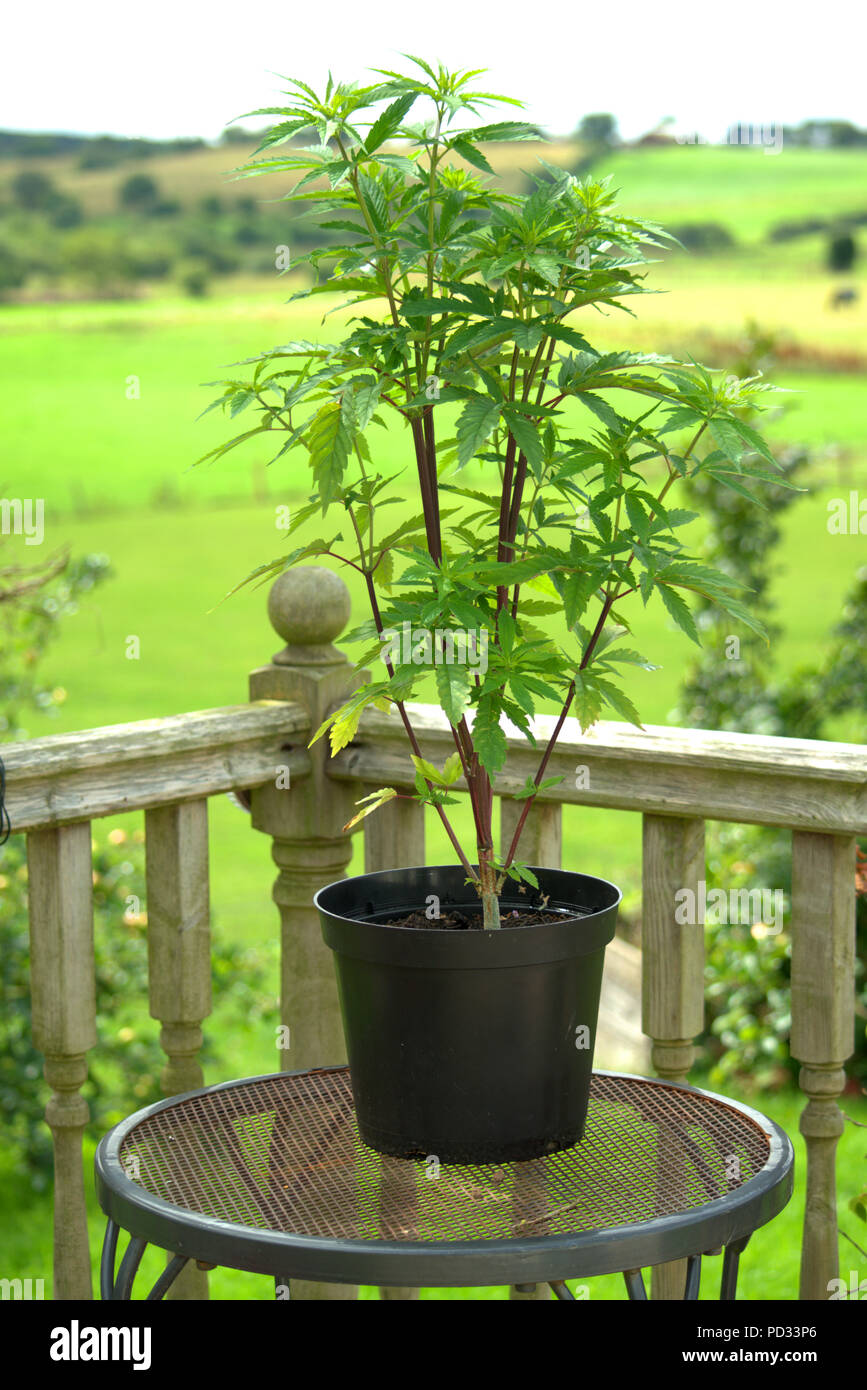 Marijuana or cannabis plants Stock Photo - Alamy