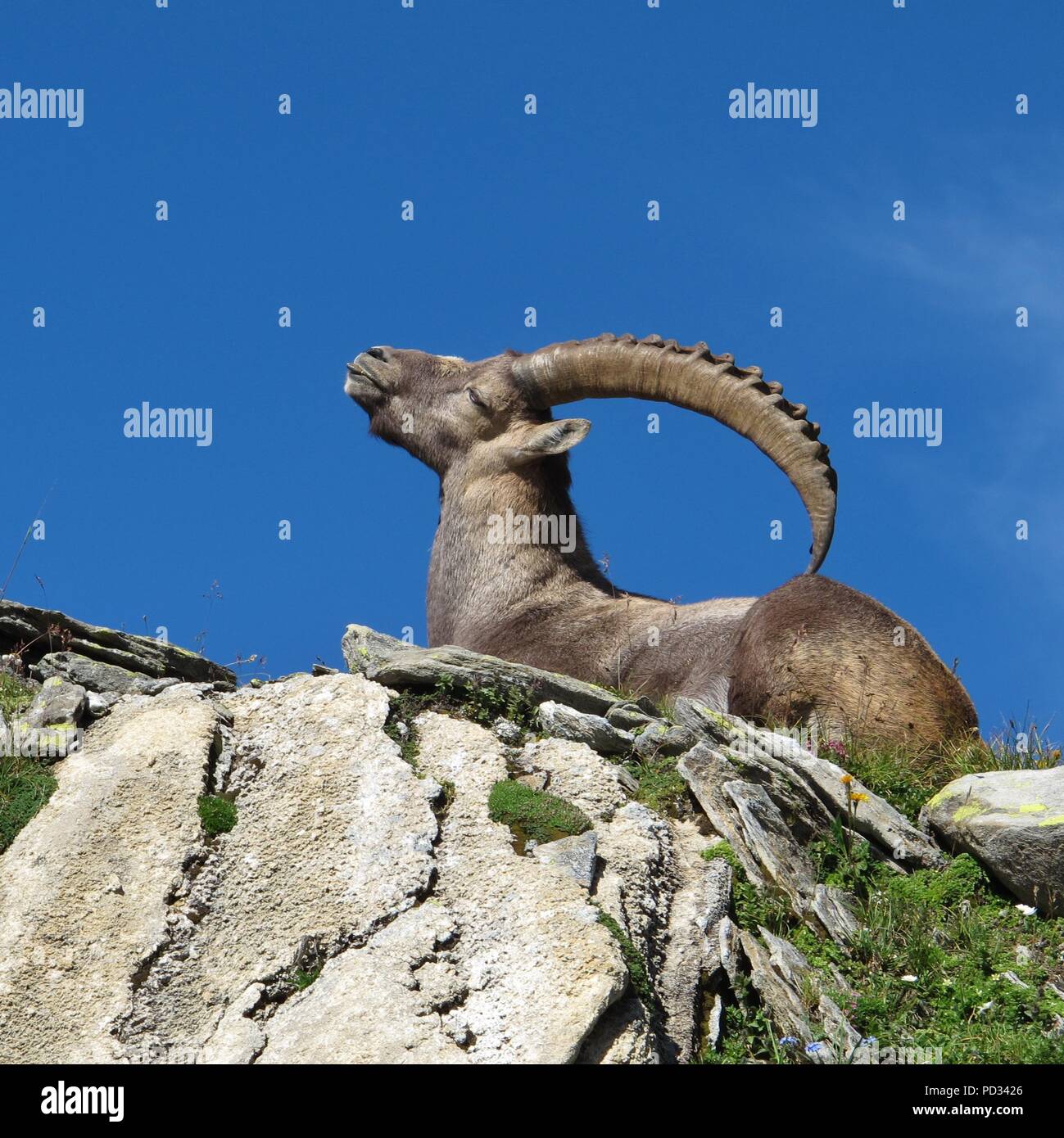 Goat scratching hi-res stock photography and images - Alamy