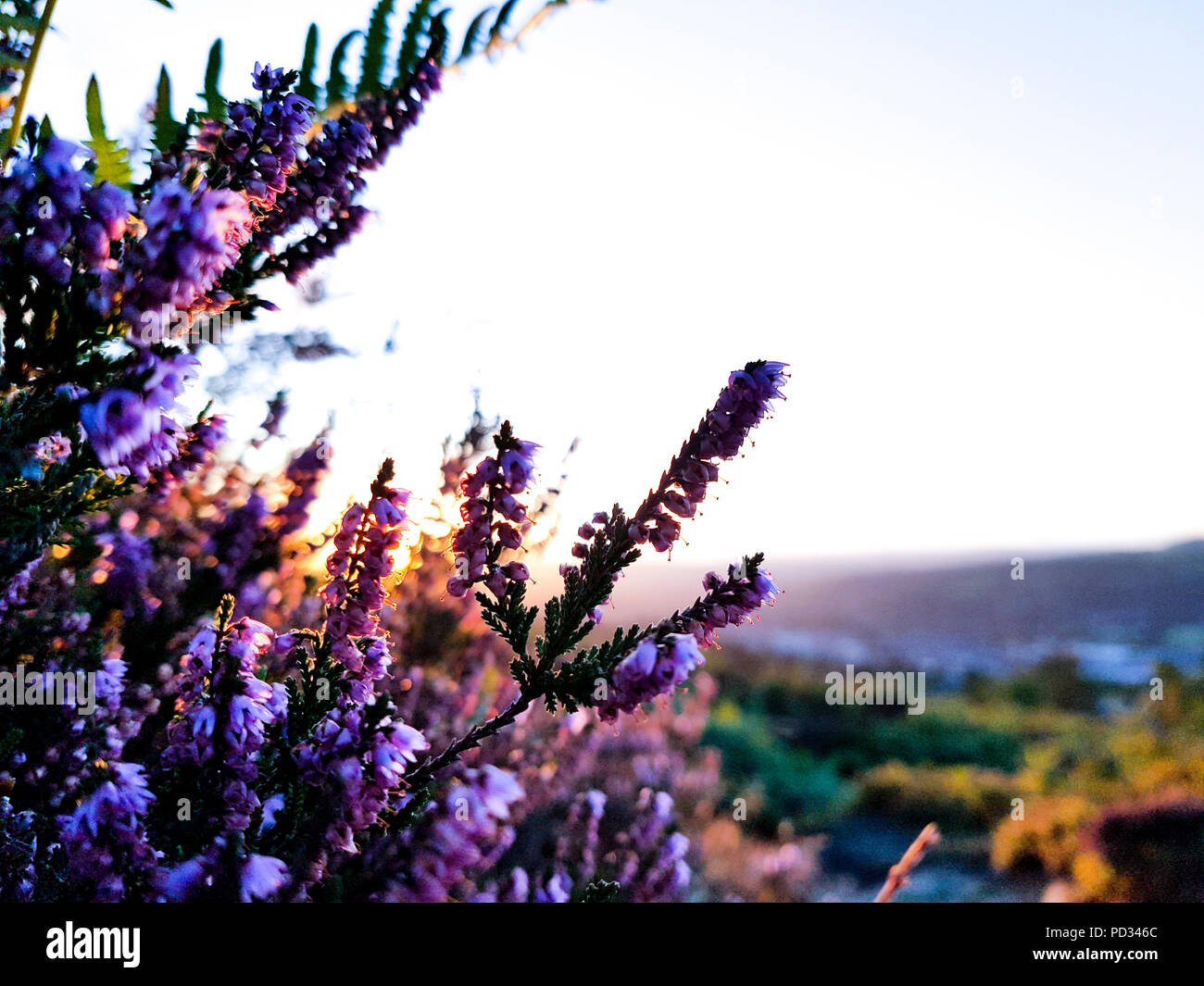 Heathland and moorland hi-res stock photography and images - Alamy