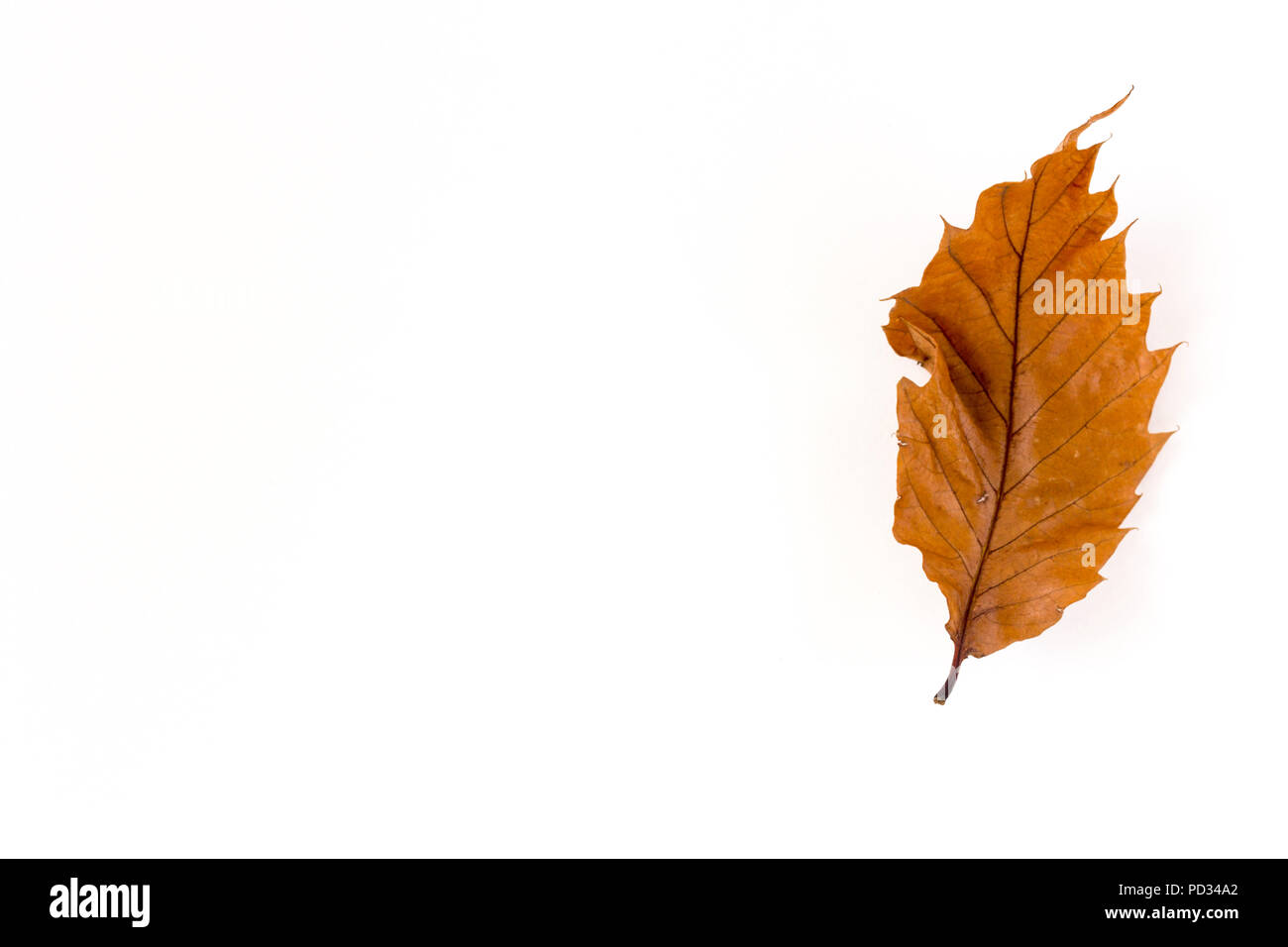 Close-up photo of a yellow, caramel, beige autumn leaf isolated on ...
