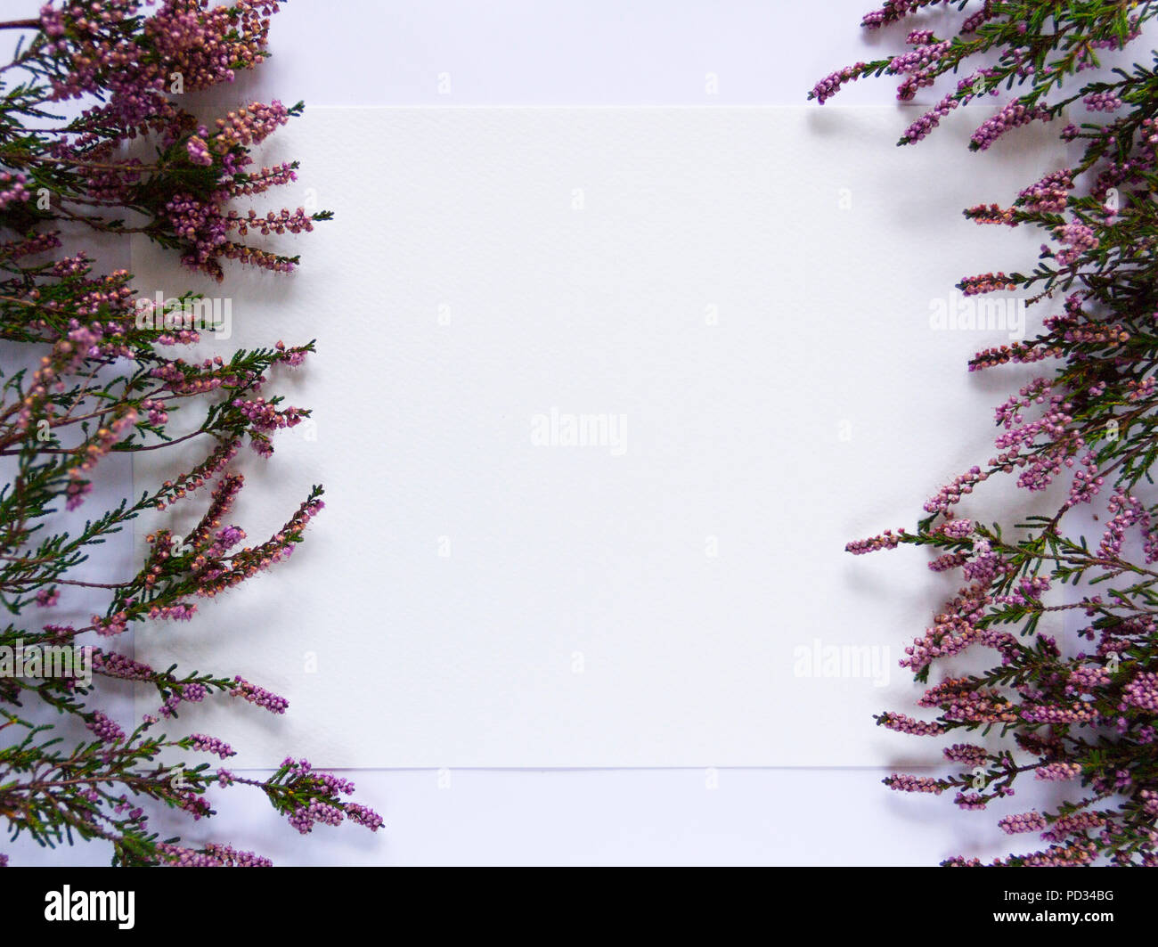 Purple autumn heathers (erica, calluna) in 2 rows on white piece of ...