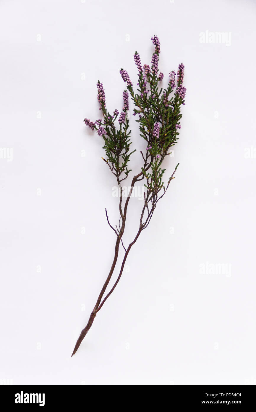 Purple heather (erica, calluna) twig isolated on white background Stock ...