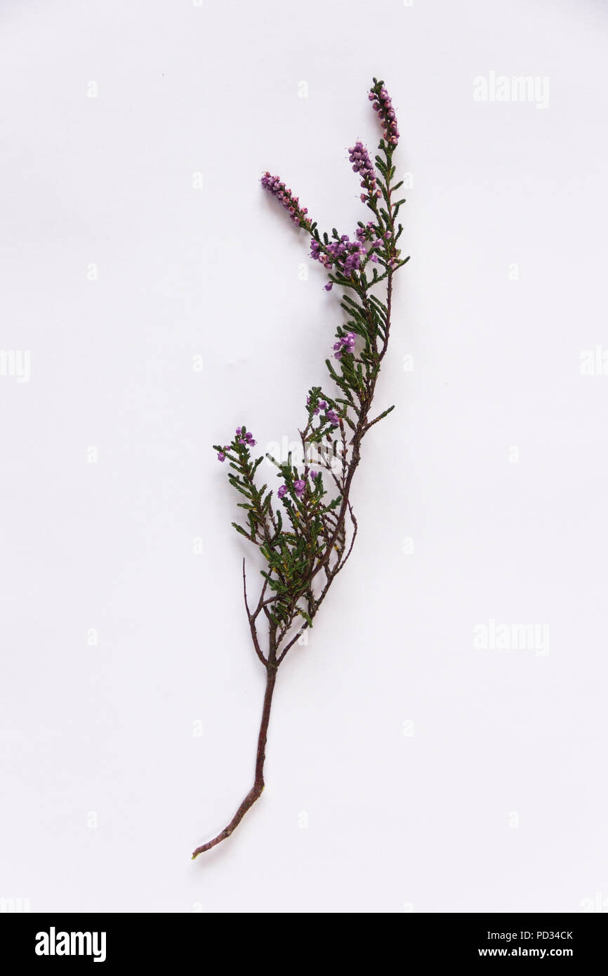 Purple heather (erica, calluna) twig isolated on white background Stock ...