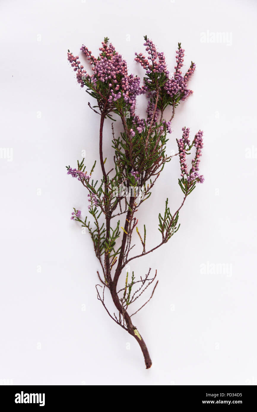 Purple heather (erica, calluna) twig isolated on white background Stock ...