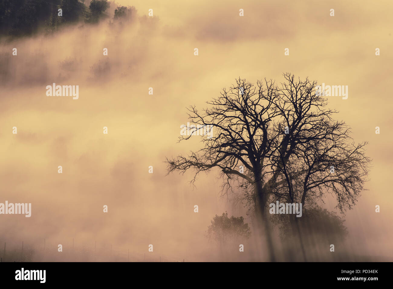 Single tree in the beautiful sunny fog at sunrise, natural background ...