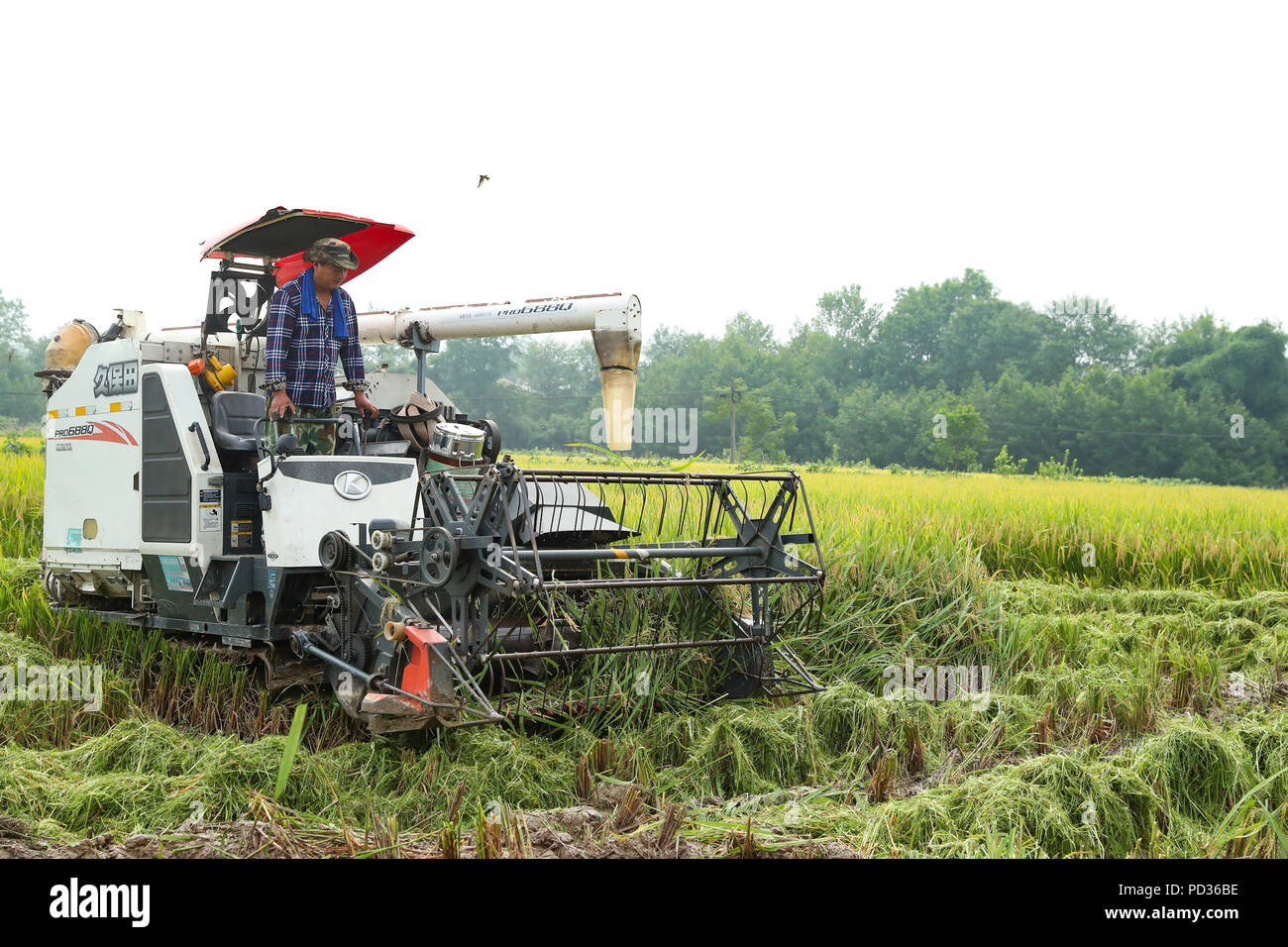 China rice farming jiangsu hi-res stock photography and images - Alamy