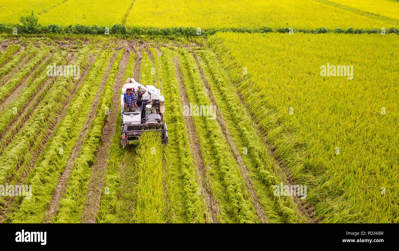 China rice farming jiangsu hi-res stock photography and images - Alamy