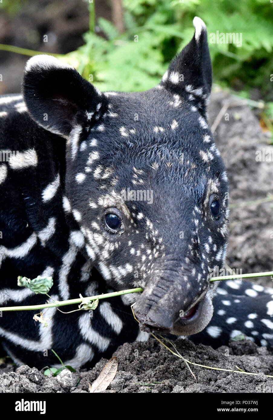 Tapirus indicus cub hi-res stock photography and images - Alamy