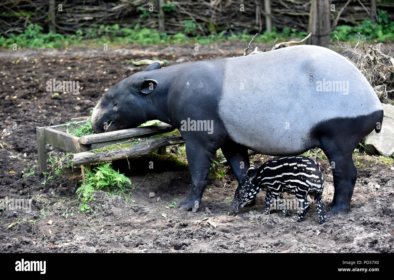 Tapirus indicus cub hi-res stock photography and images - Alamy