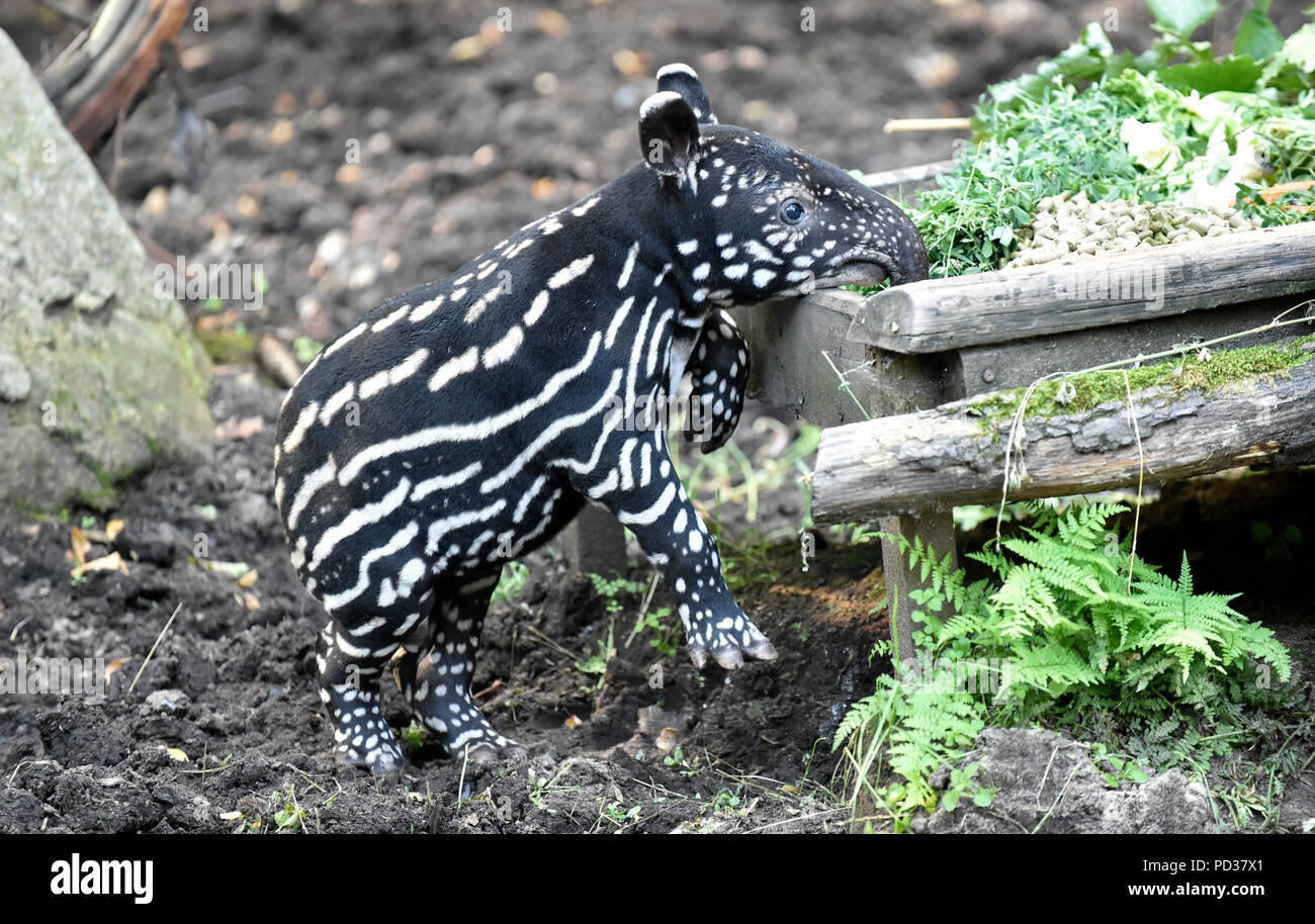 Tapirus indicus cub hi-res stock photography and images - Alamy