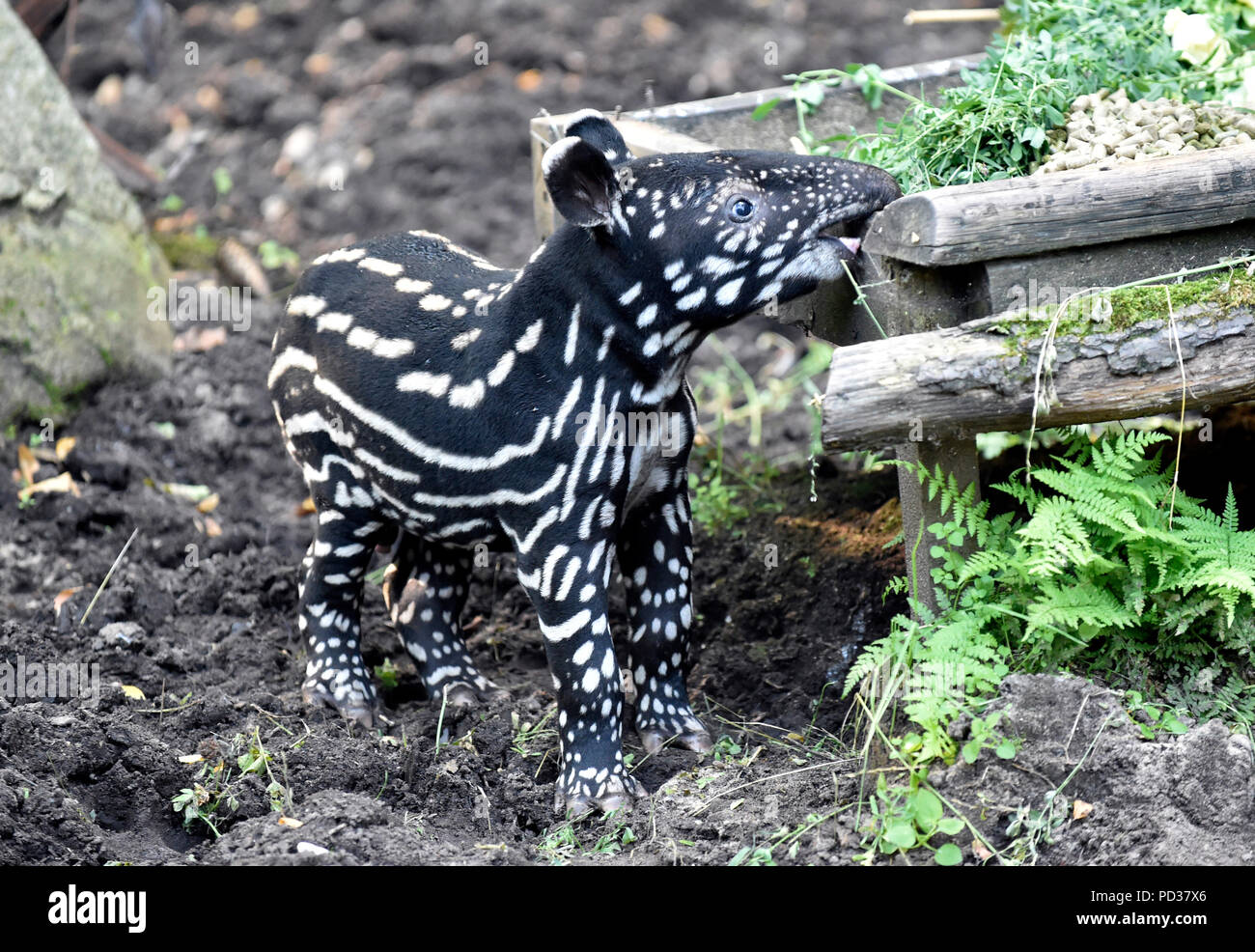 Tapirus indicus cub hi-res stock photography and images - Alamy