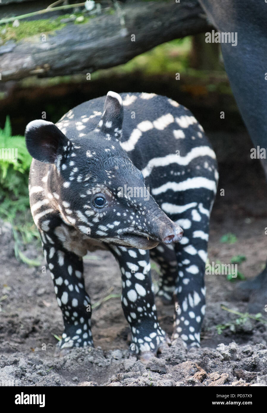 Tapirus indicus cub hi-res stock photography and images - Alamy