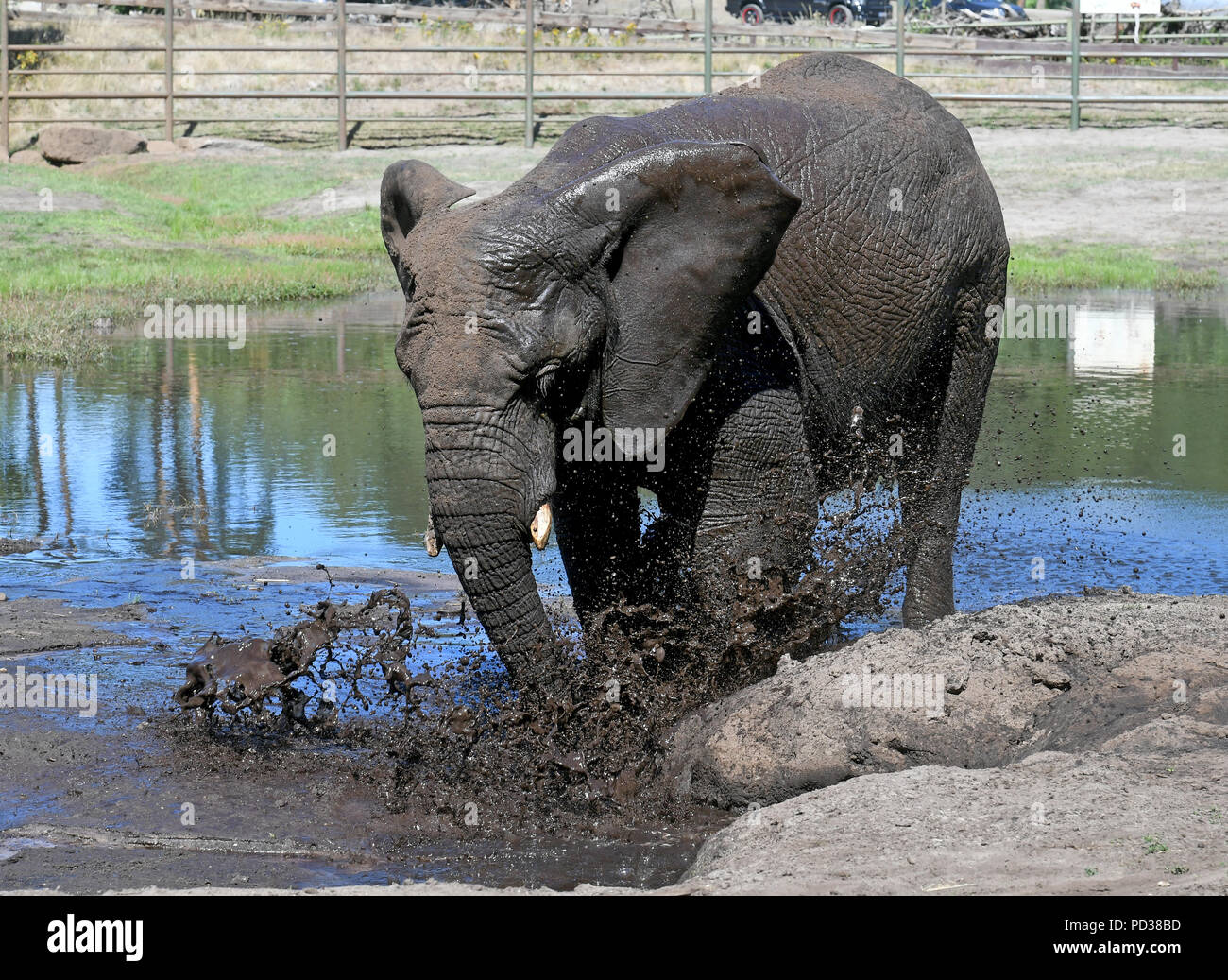 Hodenhagen, Germany. 06th Aug, 2018. The African elephant lady Bibi ...