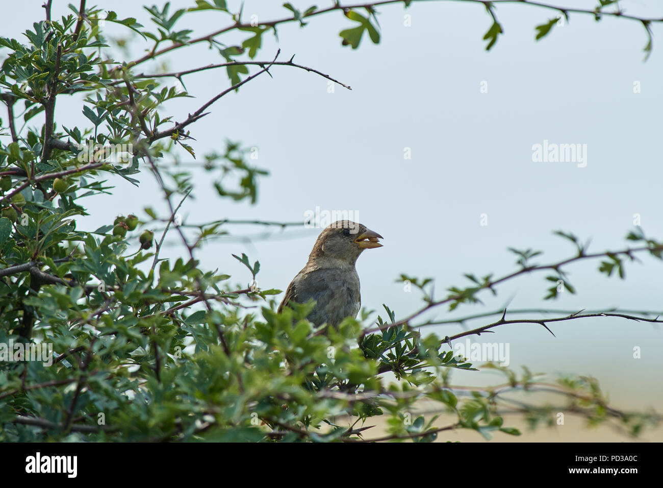 Old world sparrow hi-res stock photography and images - Alamy