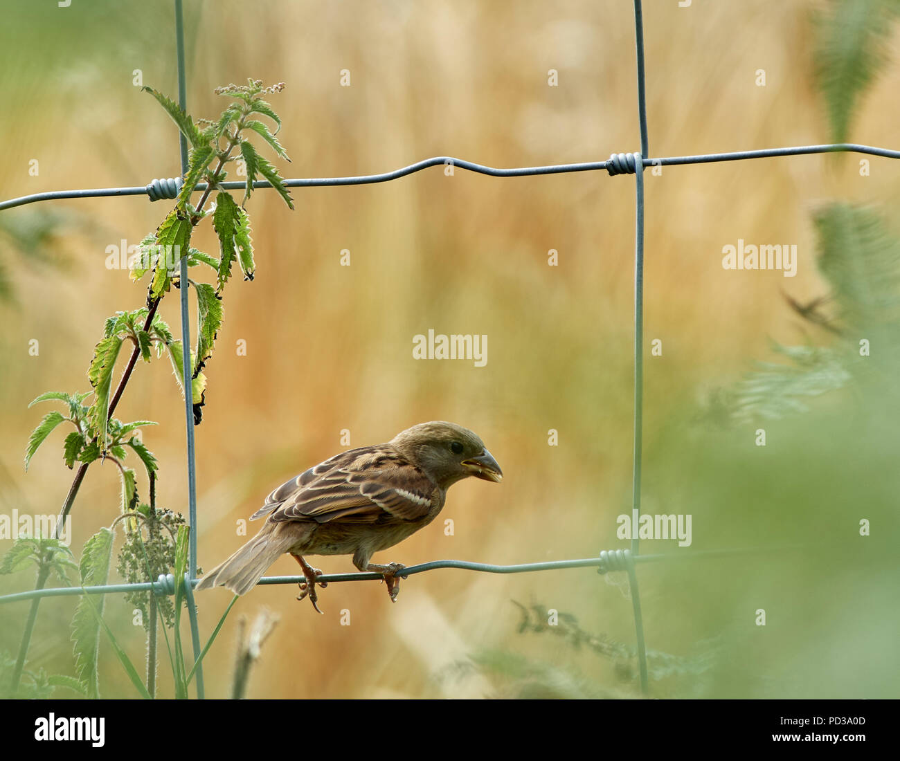 Grasses bromeliads and sedges hi-res stock photography and images - Alamy