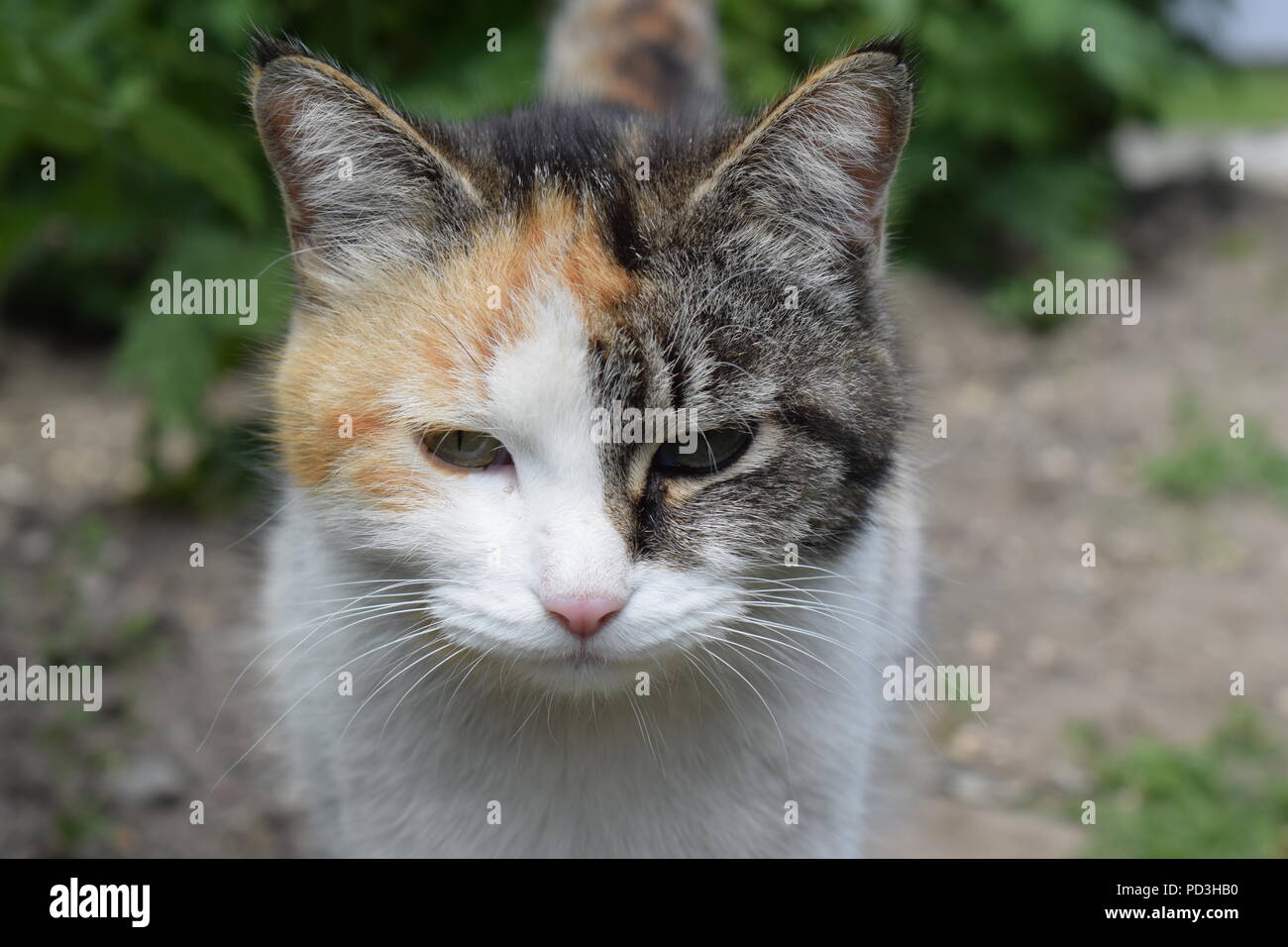 Sad cat with three colors on its face. Sad cat walks in a garden. Three-color cat. Close up ...