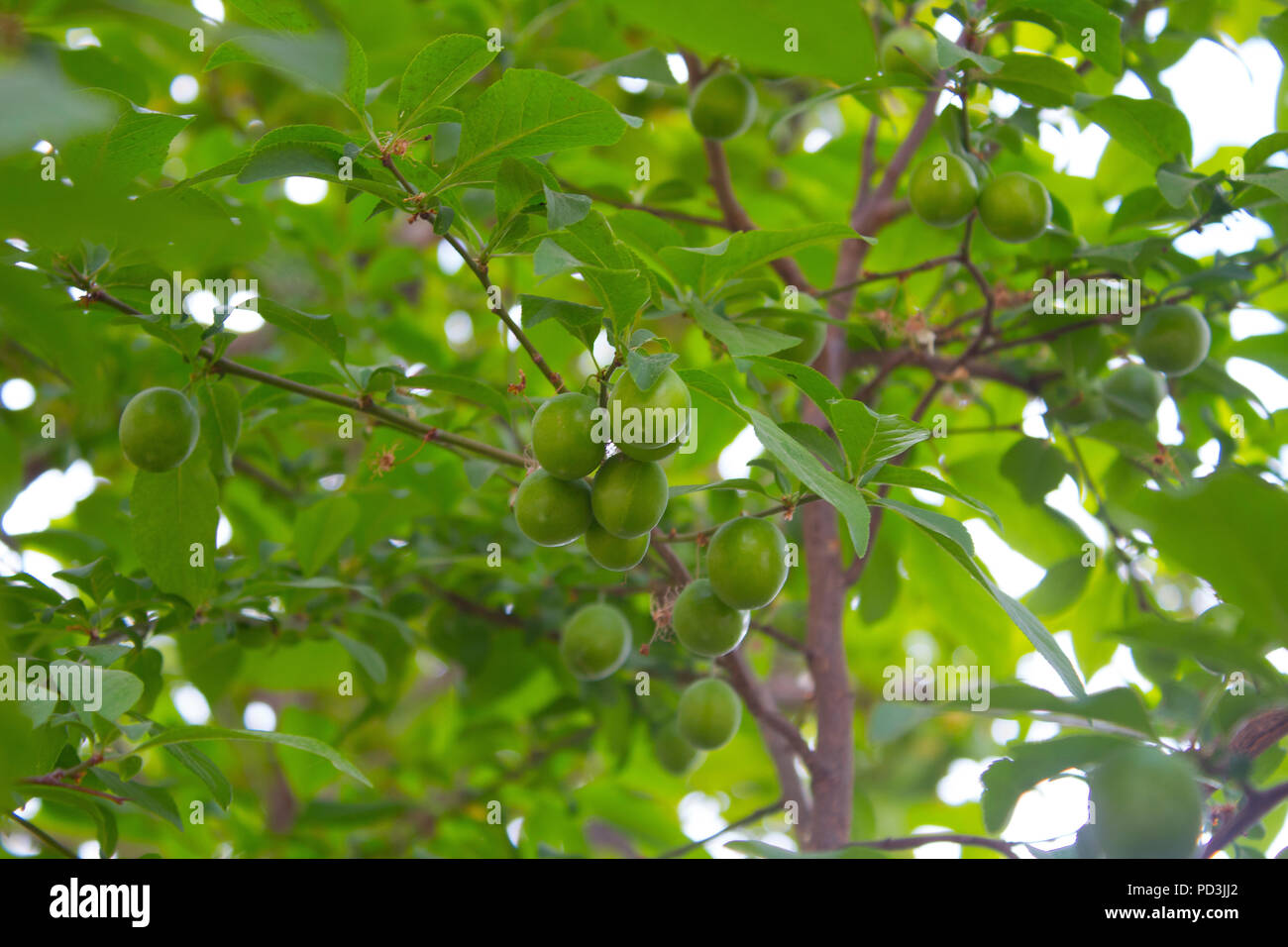 Plum-tree branch with plum .this is Plum garden and the fruit trees ...