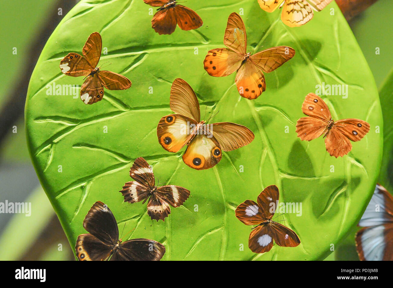 Collecting amber hi-res stock photography and images - Alamy