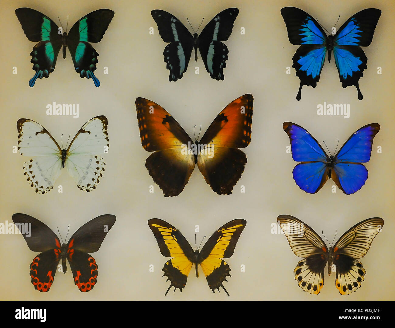 Collecting amber hi-res stock photography and images - Alamy