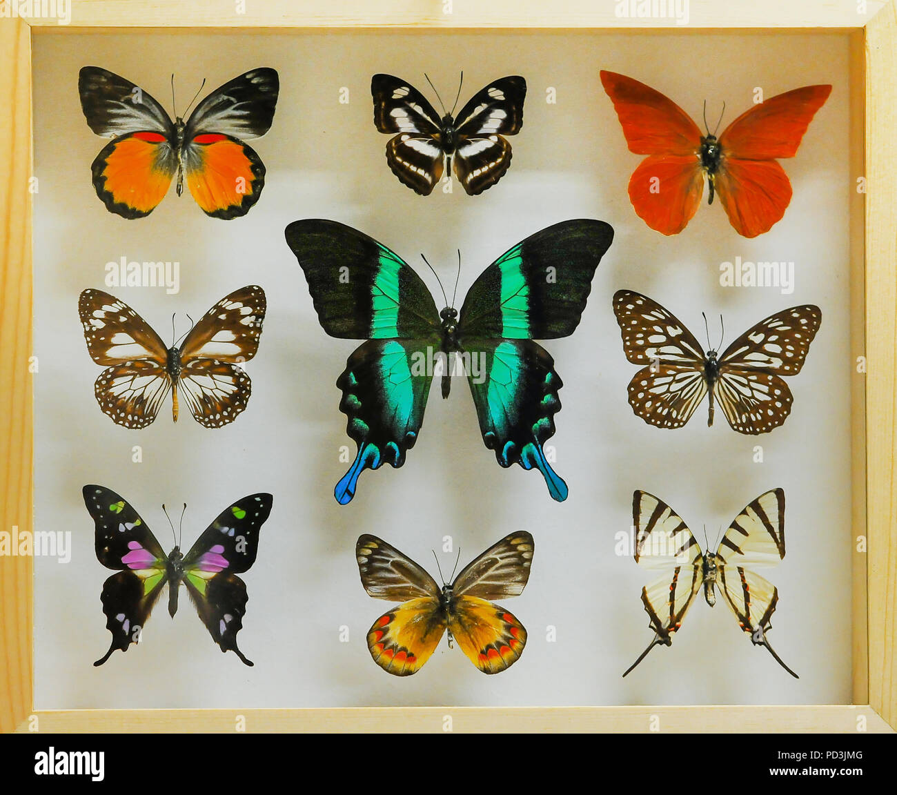 Collecting amber hi-res stock photography and images - Alamy