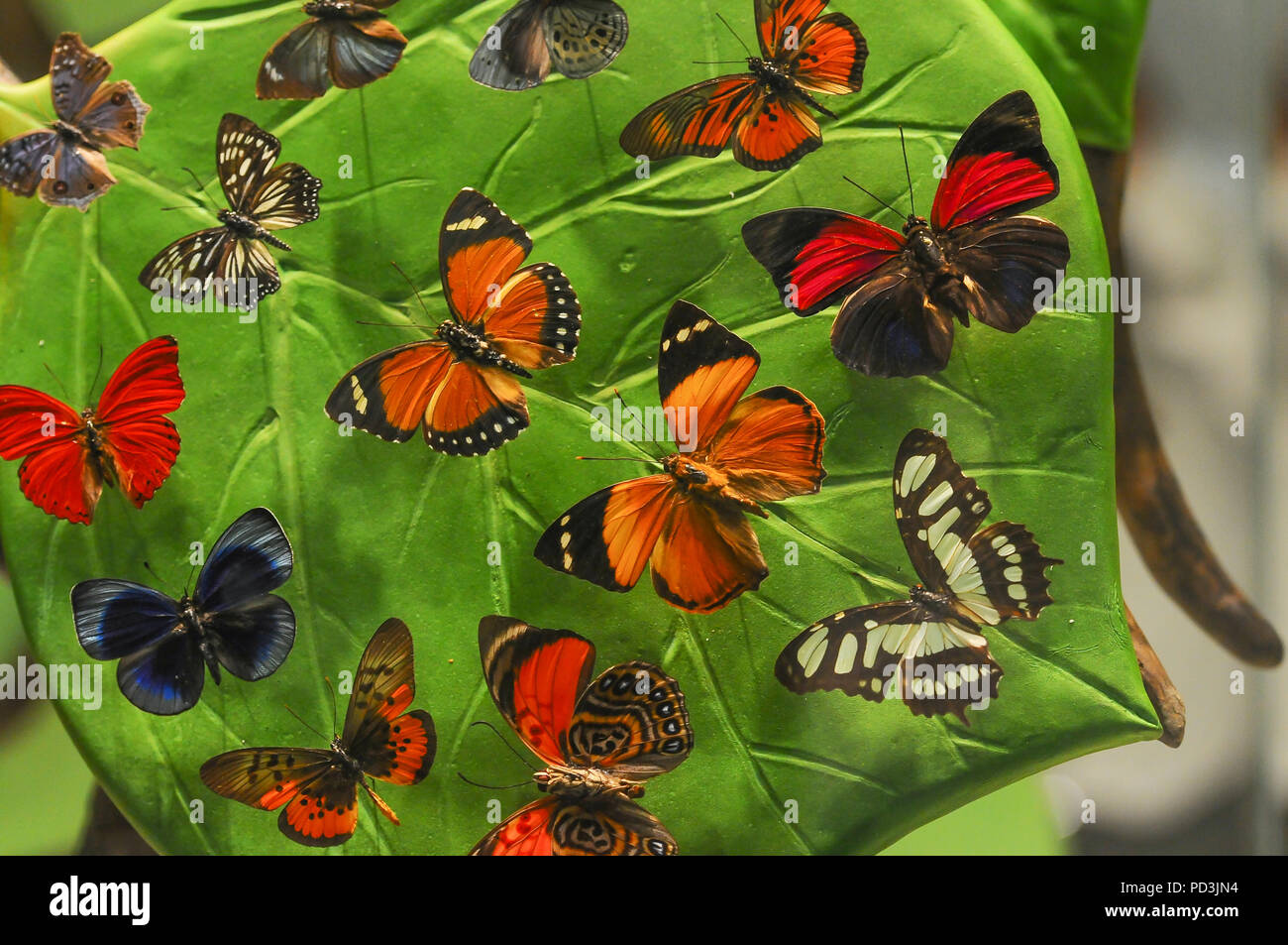 Blue amber butterfly hi-res stock photography and images - Alamy