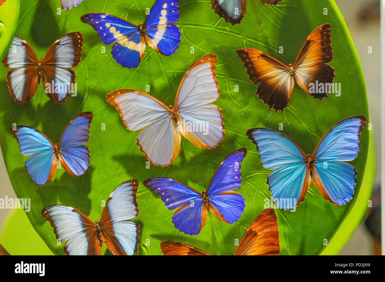 Unusual butterfly hi-res stock photography and images - Alamy
