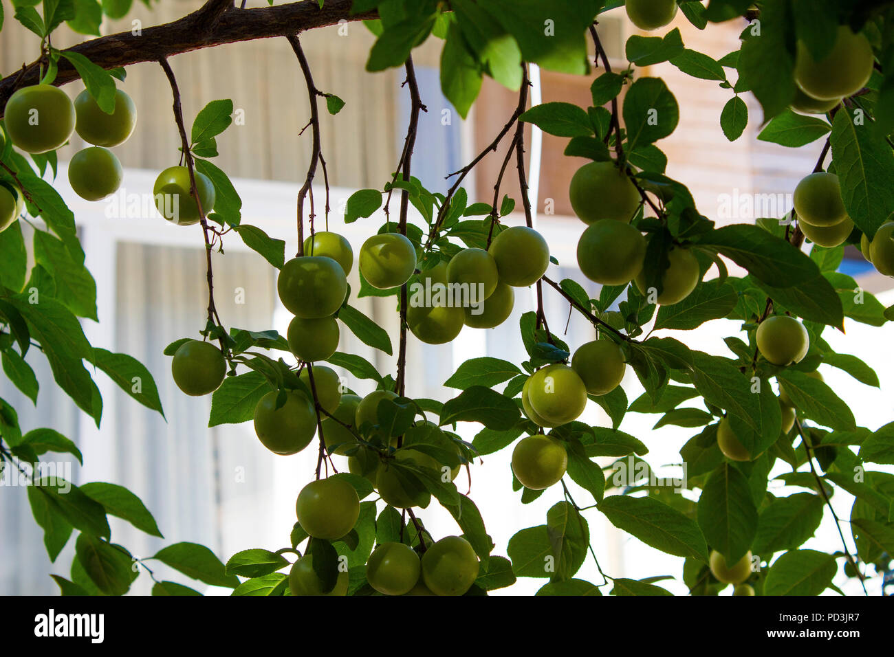 Plum-tree branch with plum .this is Plum garden and the fruit trees ...