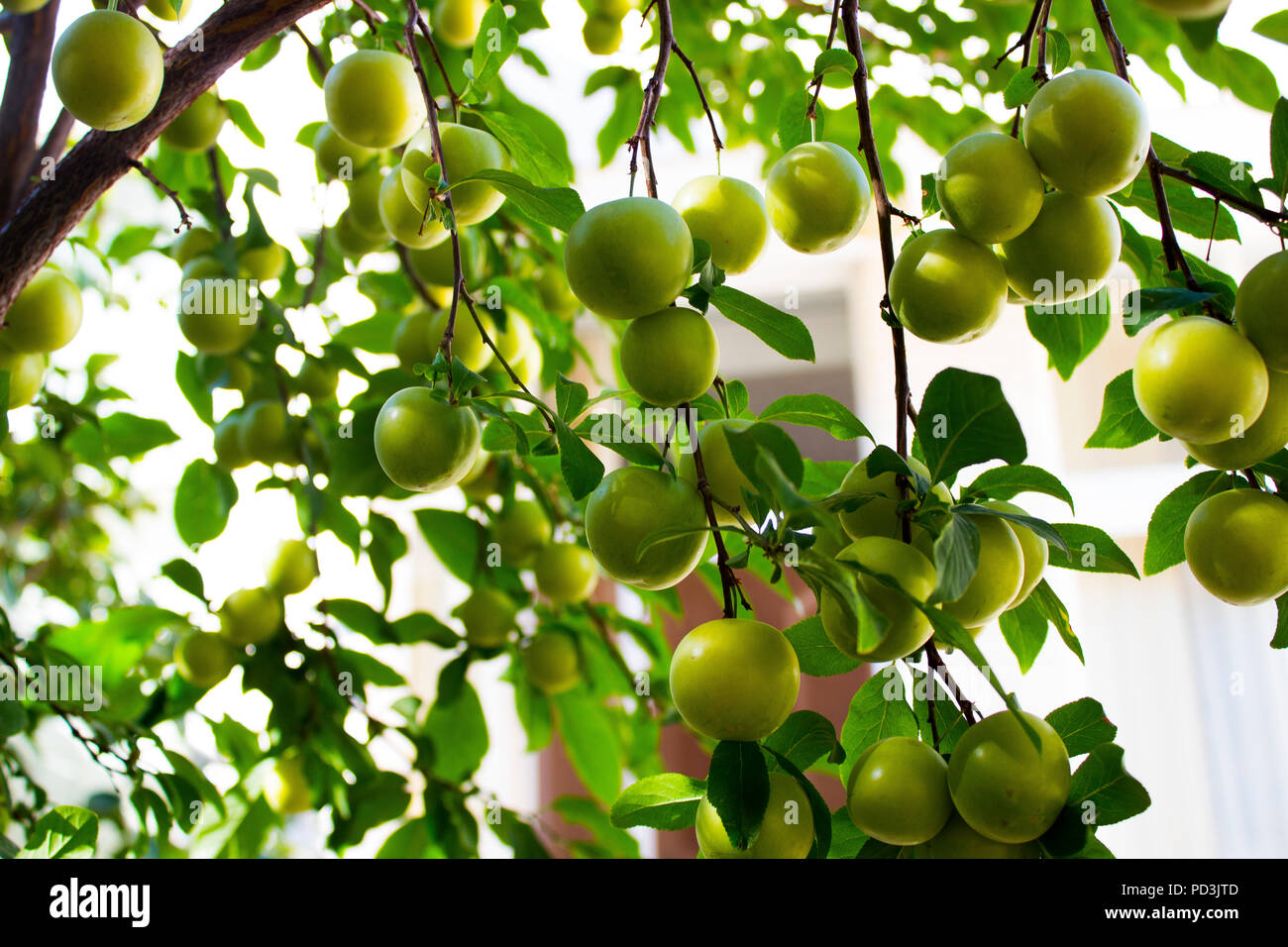 Plum-tree branch with plum .this is Plum garden and the fruit trees ...