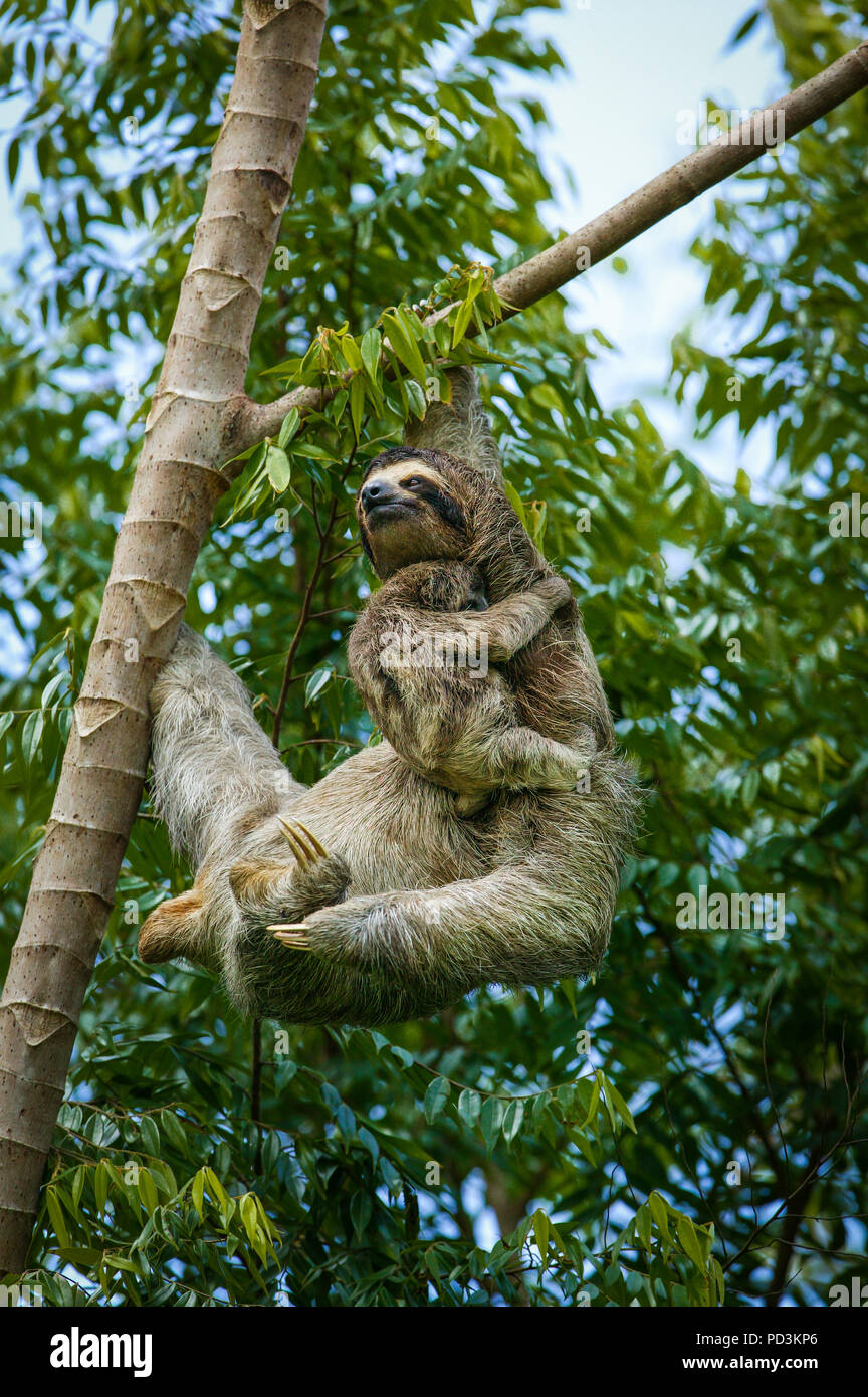 Three toed sloth young hi-res stock photography and images - Alamy