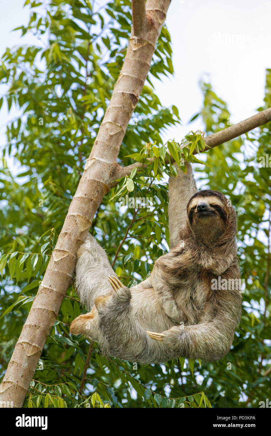 Three-toed Sloth, Bradypus variegatus, mother and young, in the ...