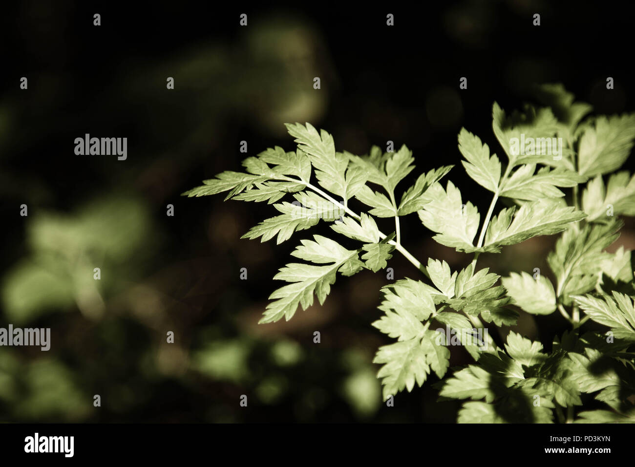 Creative layout foliage forest hi-res stock photography and images - Alamy