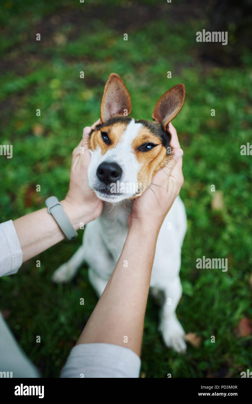 Faceless dog hi-res stock photography and images - Alamy
