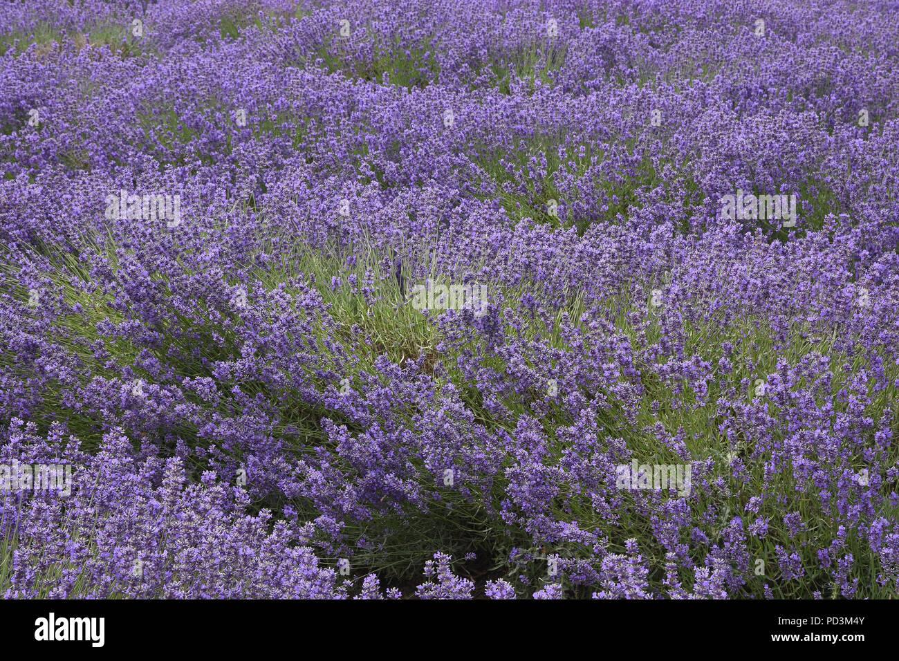 Kent lavender fields hi-res stock photography and images - Alamy