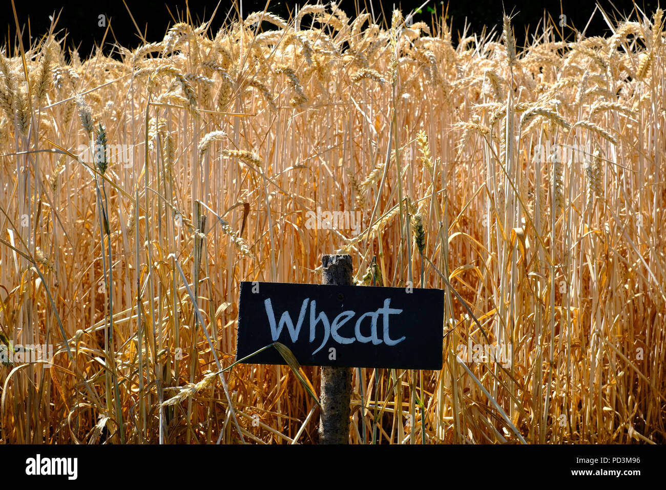 Wheat seed label hi-res stock photography and images - Alamy