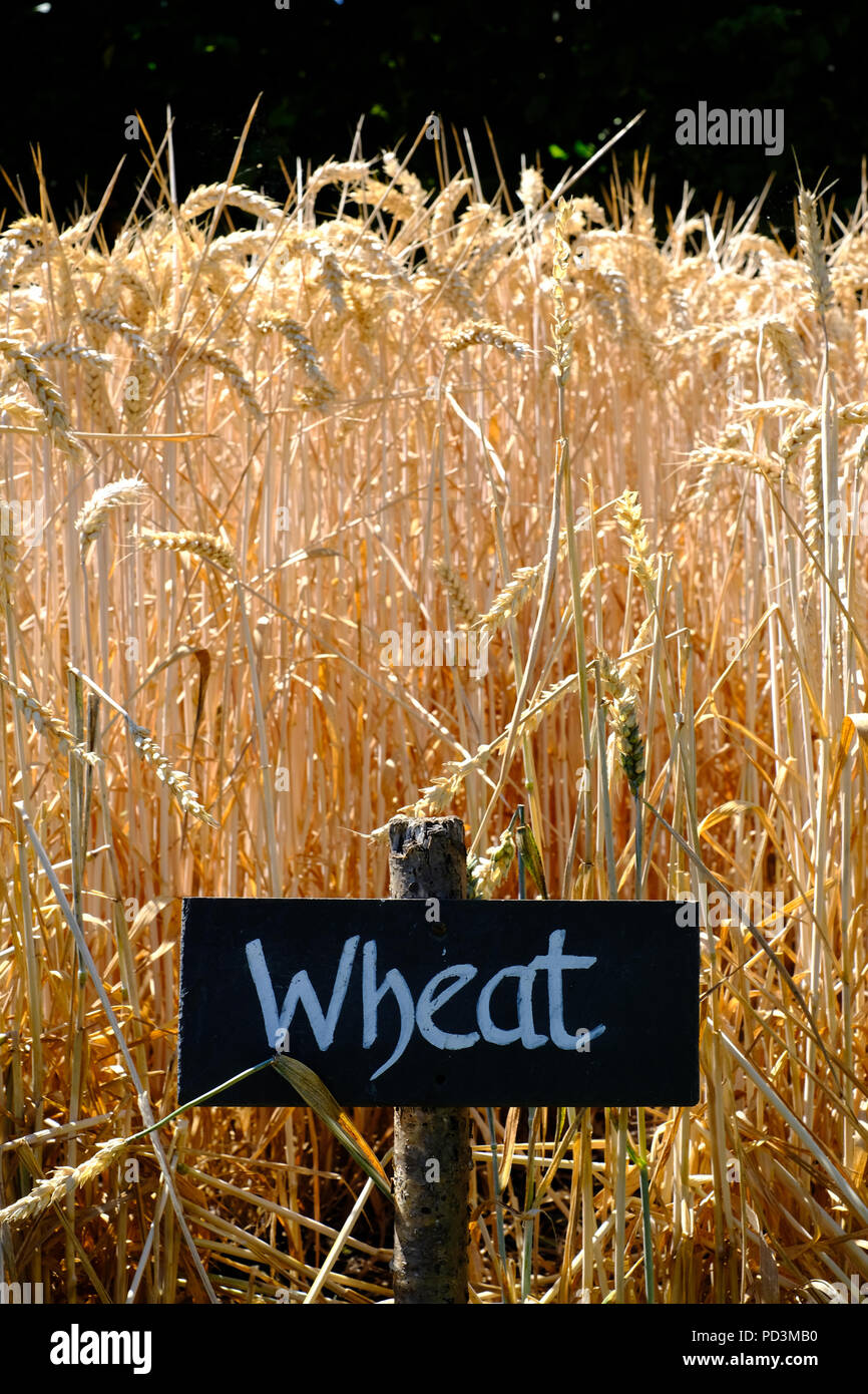 Wheat seed label hi-res stock photography and images - Alamy