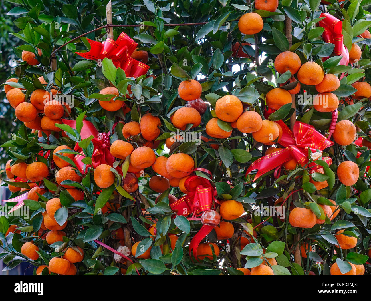 Kumquat trees and fruits. Kumquat is the must have trees in Vietnamese ...