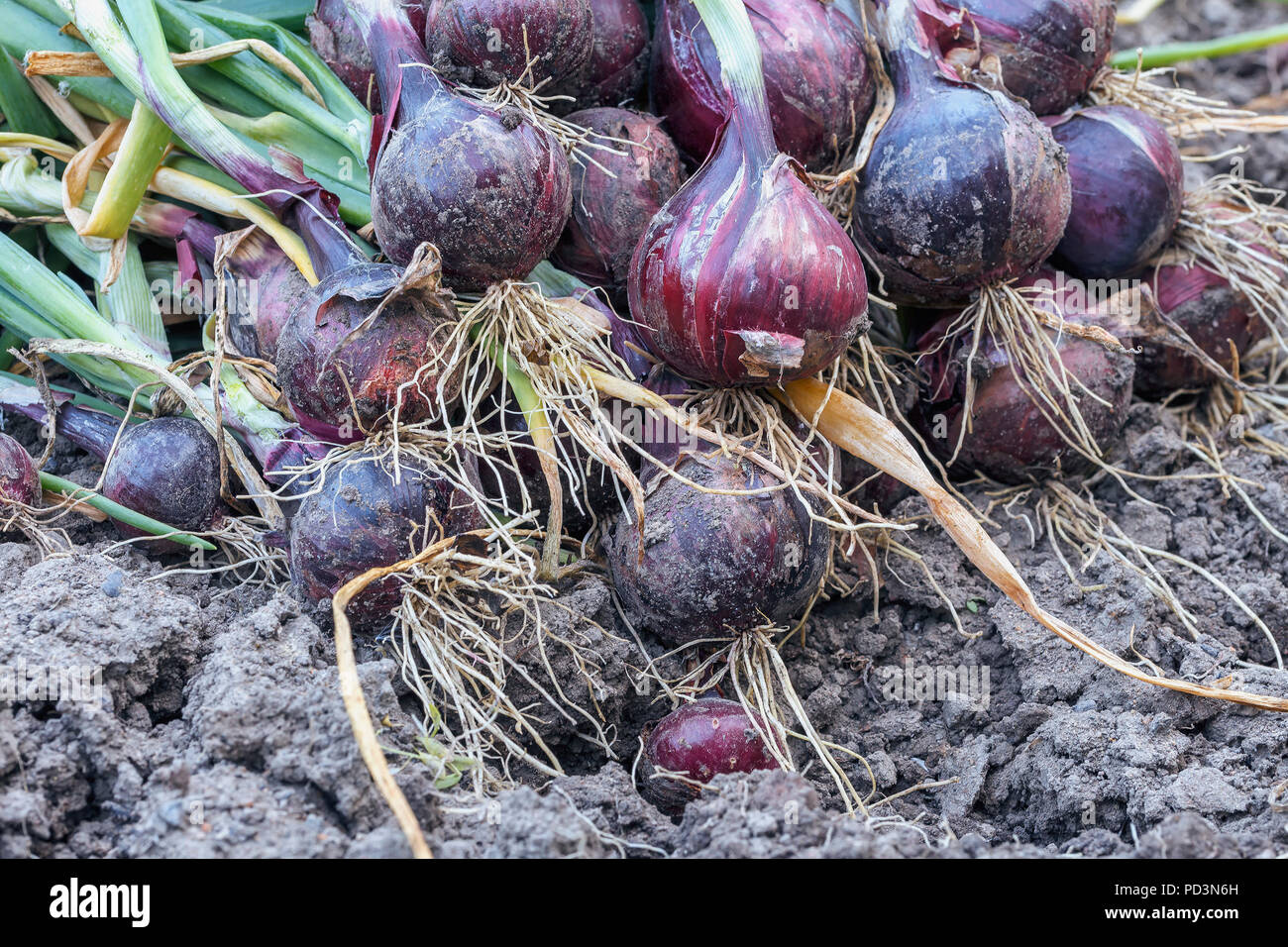 Blue onions hi-res stock photography and images - Alamy