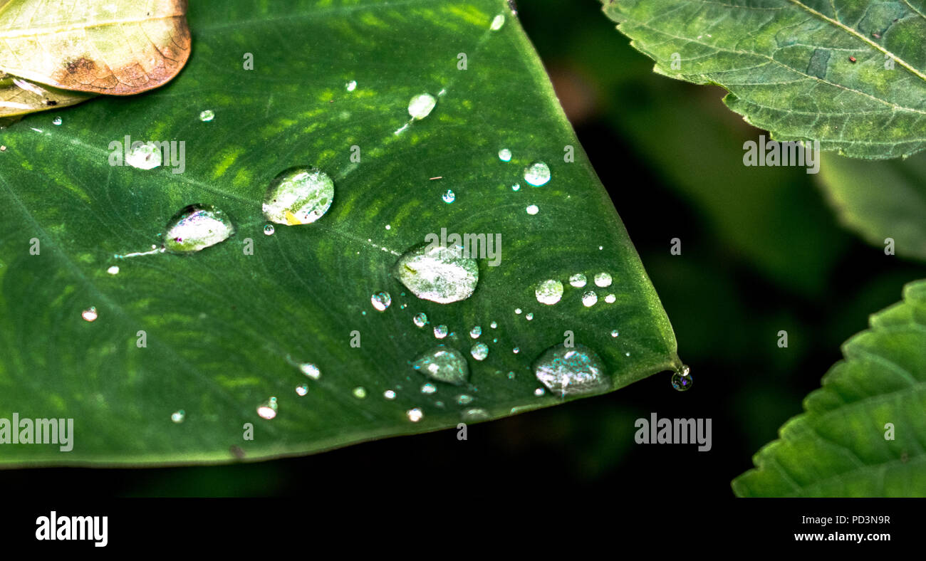 Surface Tension Of Water On A Leaf