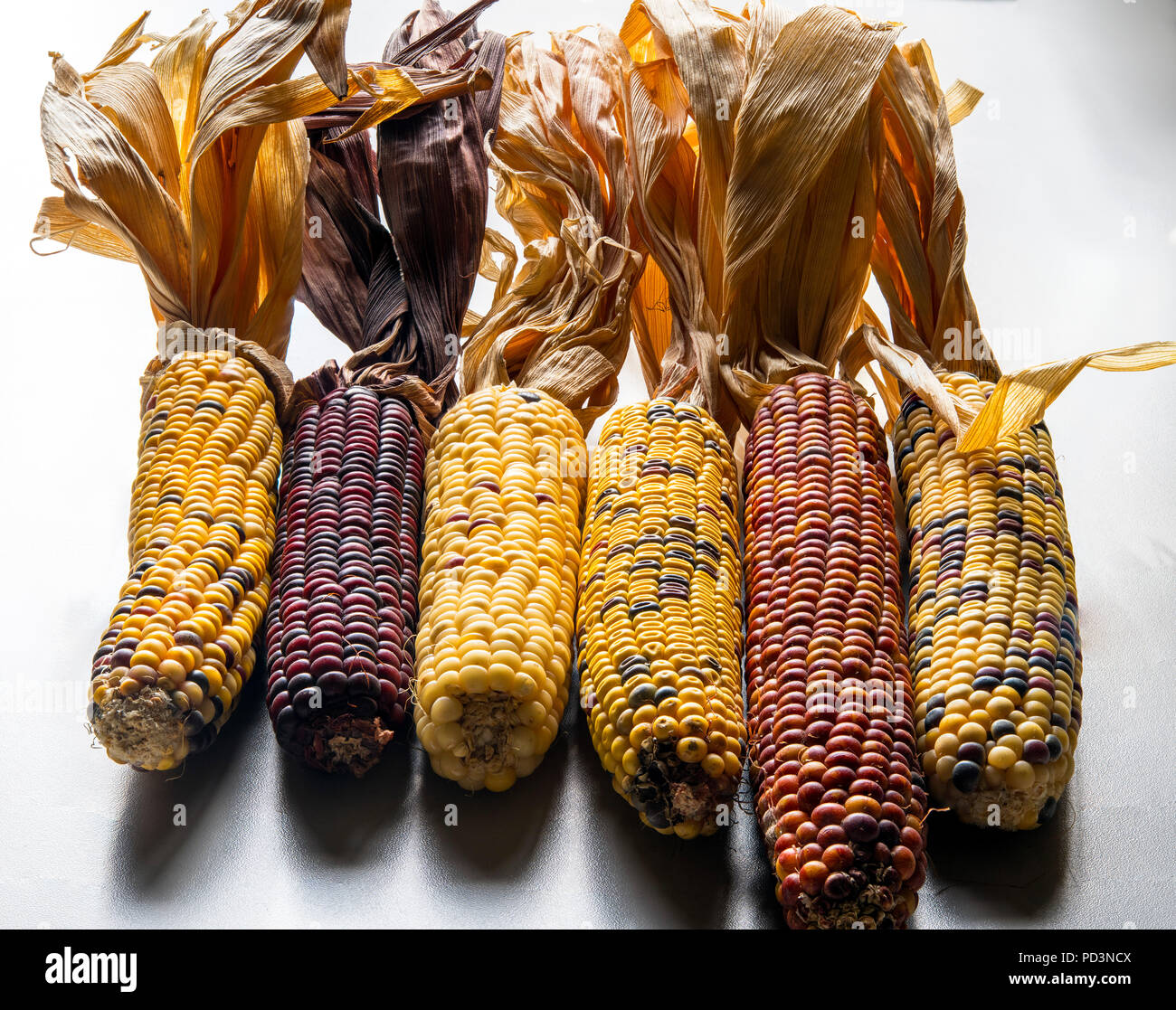 Corn varieties hi-res stock photography and images - Alamy